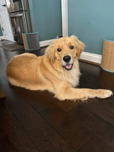 Simplify Pet Care with our Time to Pet App: A User Guide